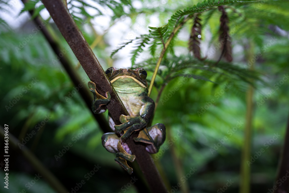 Rhacophorus feae (Feas Tree Frog) ,Tree Frog on Large Palm Leaf at ...