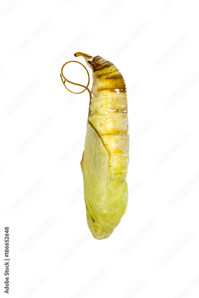 Insect Pupa