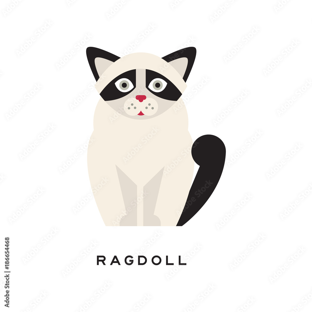 Cute portrait of ragdoll cat. Cartoon purebred pet. Large and muscular ...