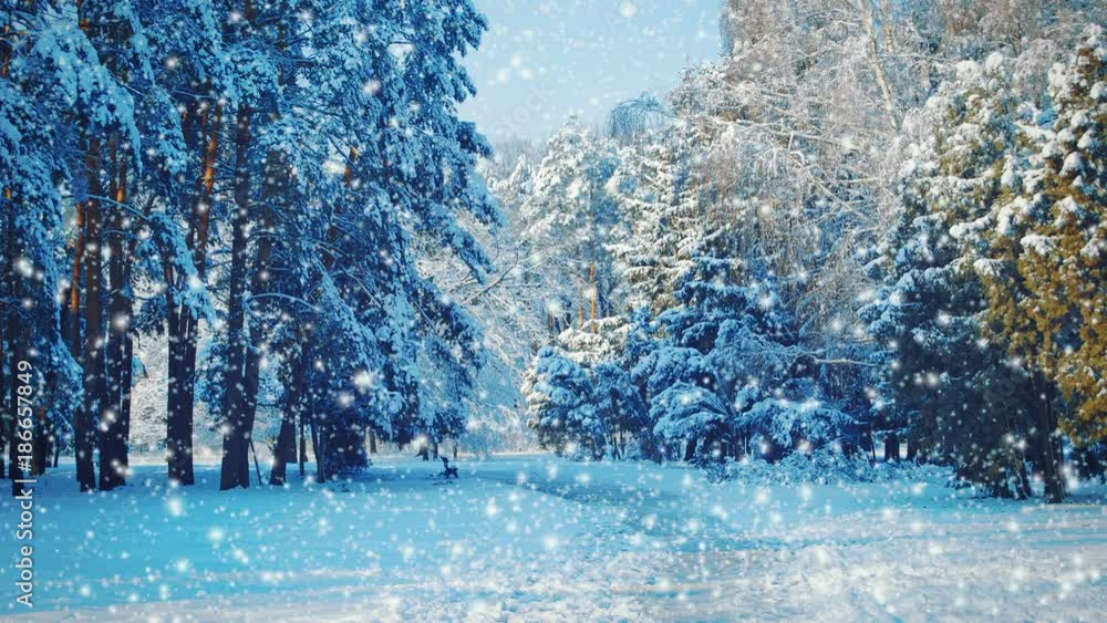 Tall trees and a path in the park with falling snow, blue color ...