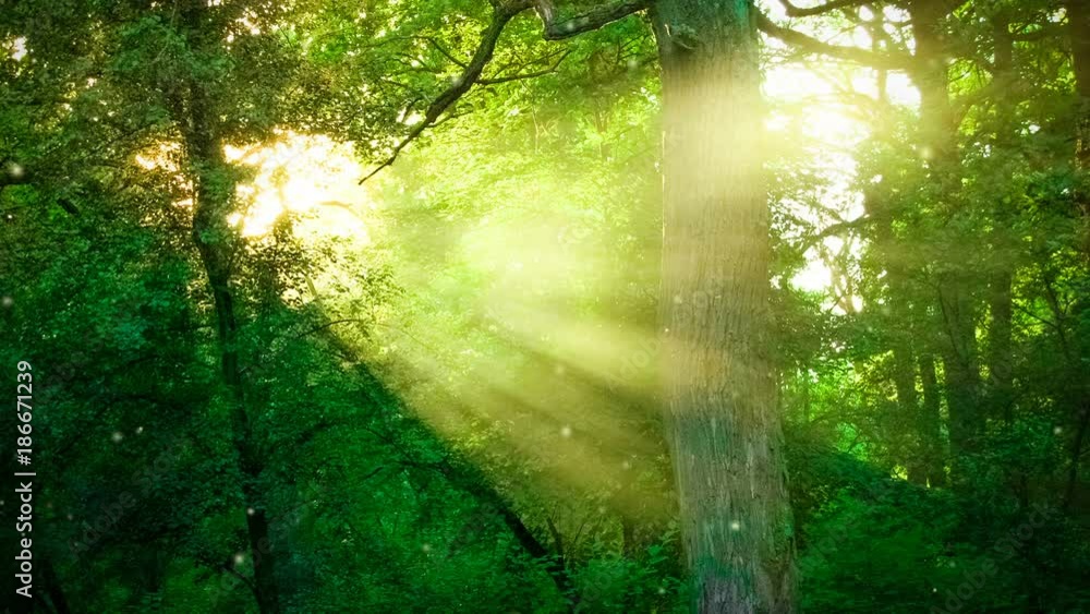 Sun shining through the branches of trees in the forest. Cinemagraph ...