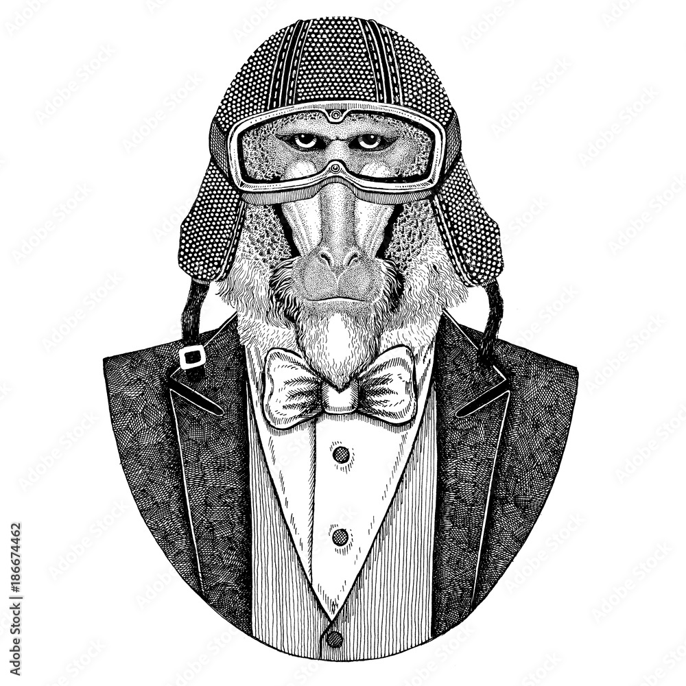 Monkey, baboon, dog-ape, ape Animal wearing jacket with bow-tie and ...