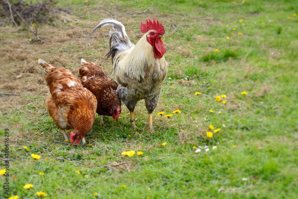 Hahn mit Hühnern, q. Stock-Foto | Adobe Stock