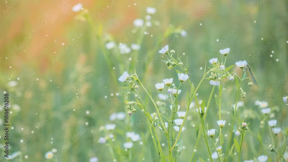 Summer blurred background of small flowers with white petals on a green ...