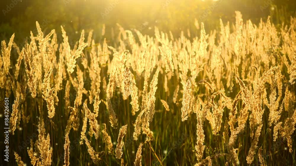 Many fluffy grass with the sun shining, the filter. Cinemagraph ...