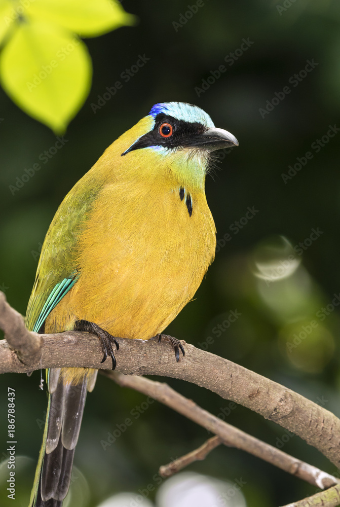 Blue-Crowned Motmot (Momotus momota) portrait, captive (native to ...