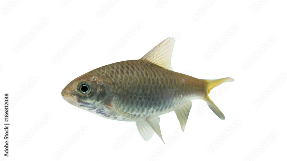 Puntius brevis(Swamp barb),Fresh raw fish isolated on white background ...