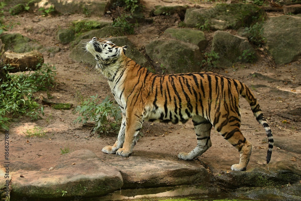 Siberian tiger, Panthera tigris altaica, posing directly in front of ...