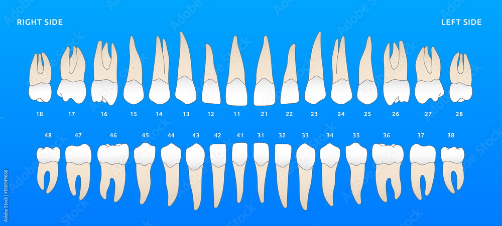 Set of human teeth jaw, the location of teeth in humans, template for ...