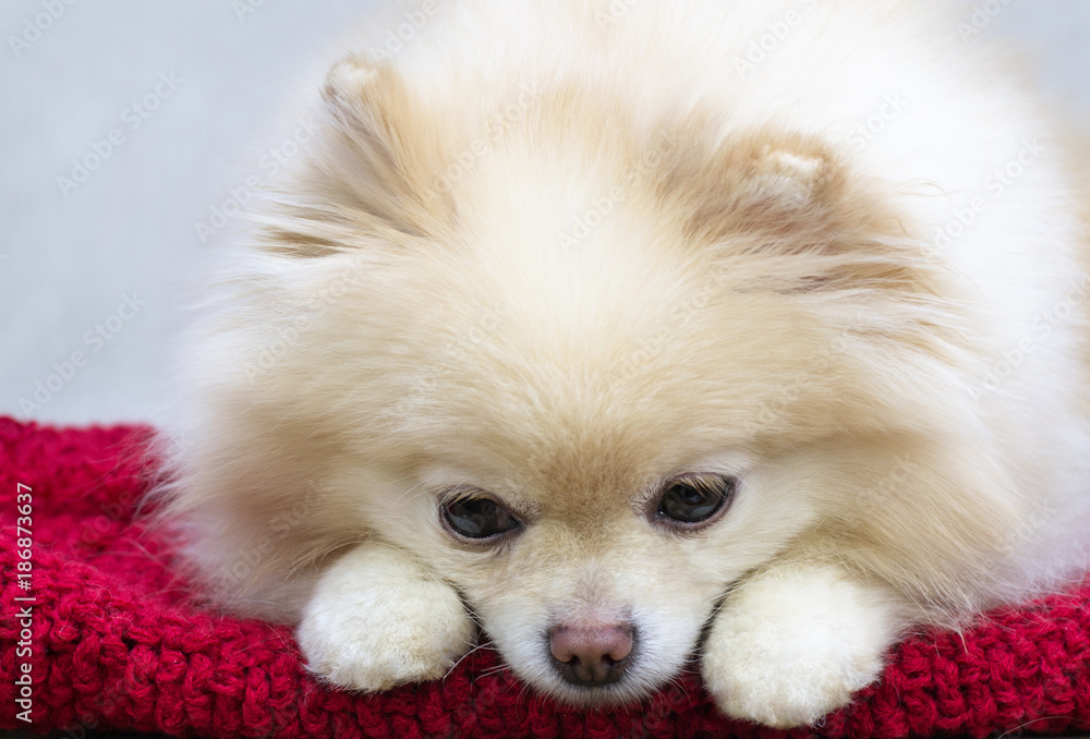Cute Sad Dog