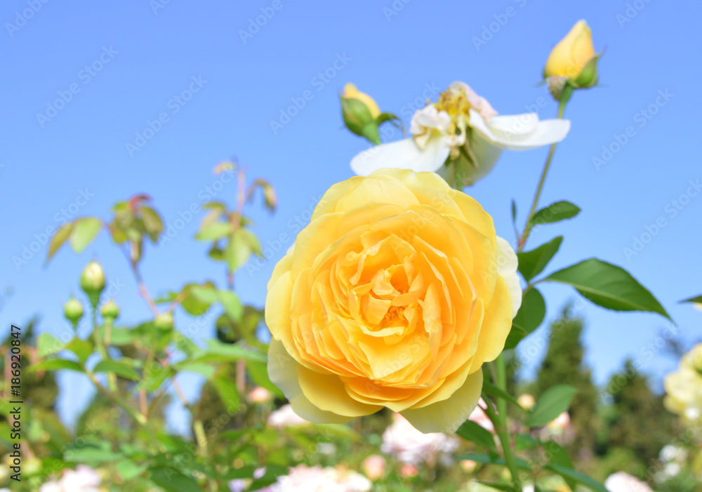 Yellow Rose Field