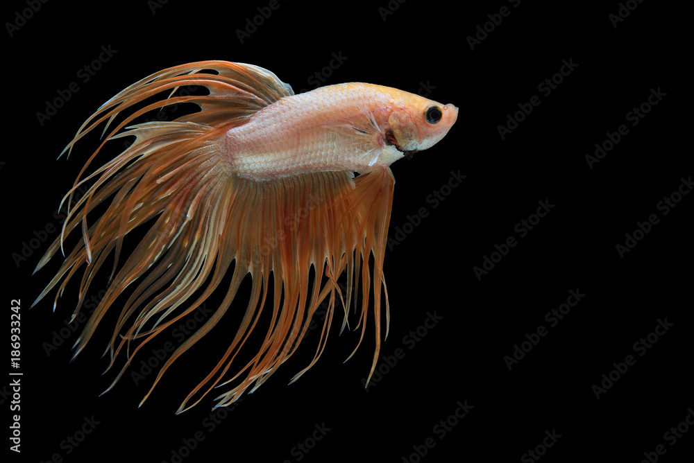 Beautiful movements of Siamese Fighting Fish (Crowntail Betta) on black background,Thailand ...