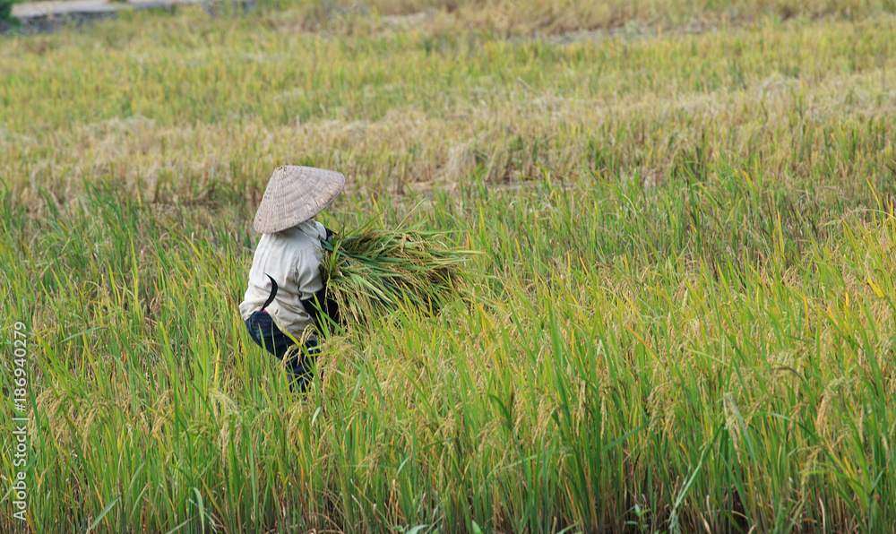Vietnamese working in a rice fields in Tam Coc, Vietnam Stock Photo ...