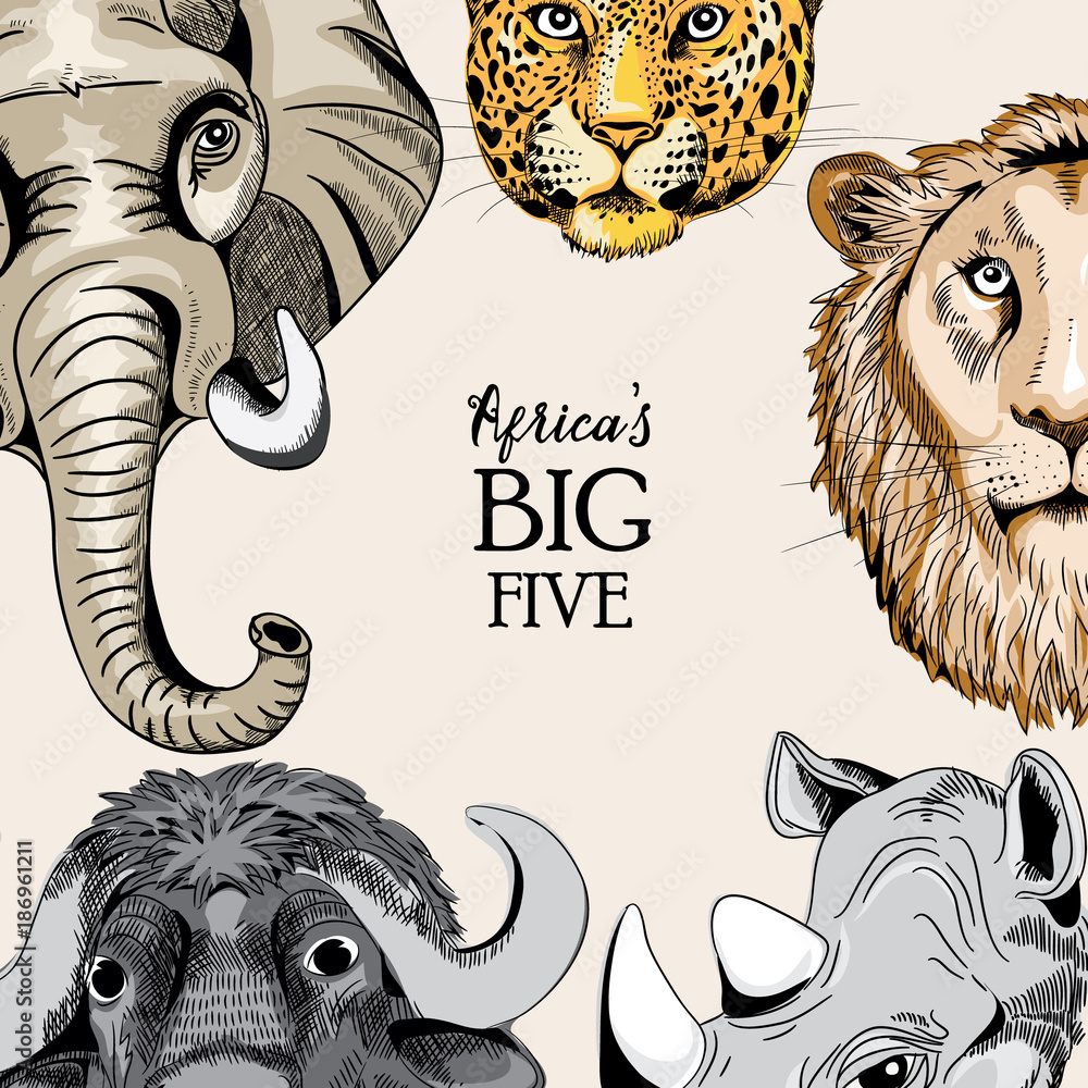 Collection of animals from Africa's big five. Vector illustration on ...