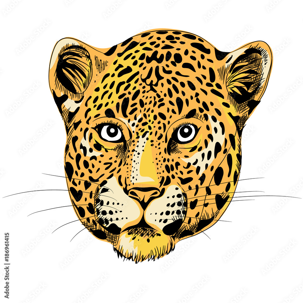 Leopard's head. Vector illustration on white background Stock Vector ...