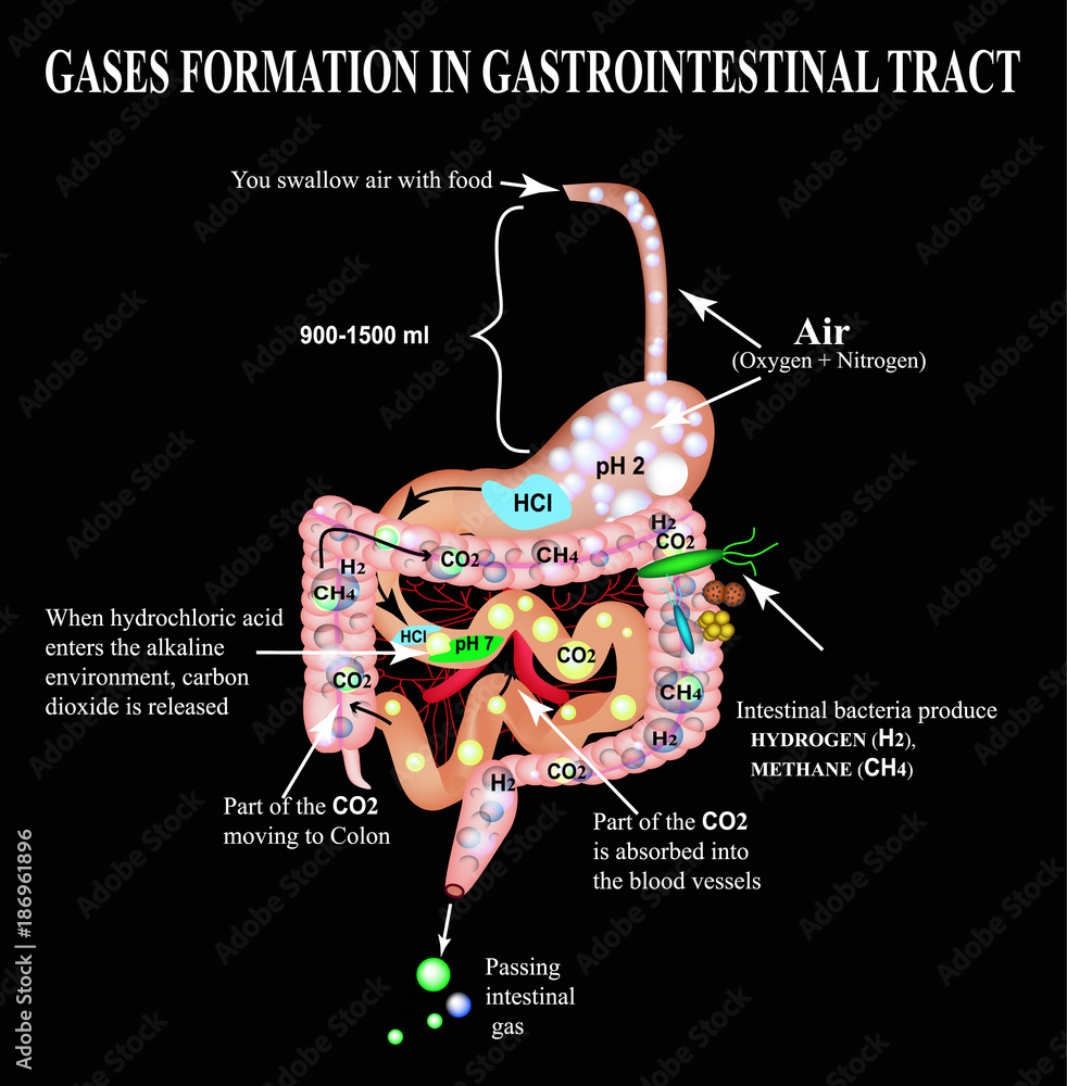 Formation of gases in the gastrointestinal tract. Esophagus, stomach ...