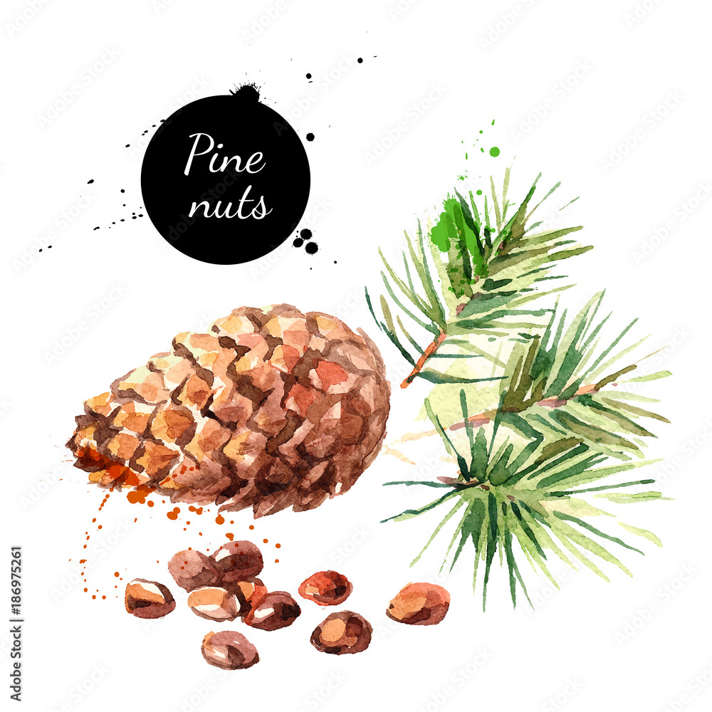 Hand drawn watercolor painting of pine nuts isolated on white ...