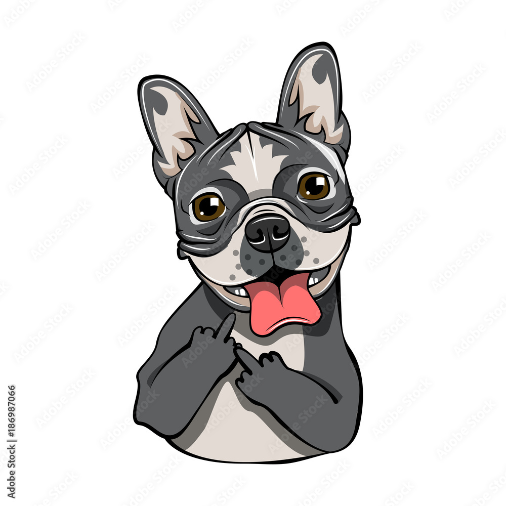 Bulldog isolated on white background with middle finger. Cute gray ...