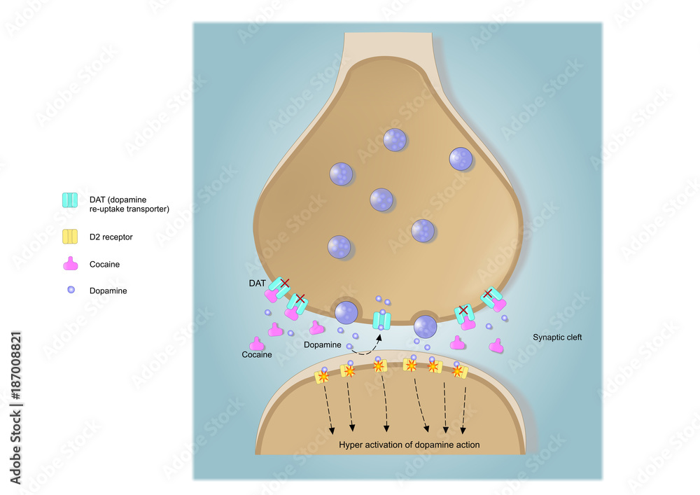 main mechanism of action of cocaine on neurotransmitters Stock ...