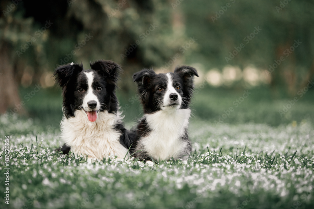 two Cute Black And White Border Collies Family Laying Stock Photo ...