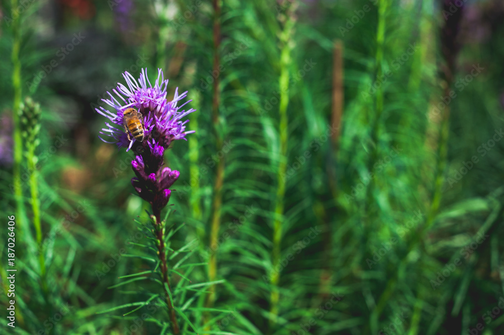 Flower Stock Photo | Adobe Stock