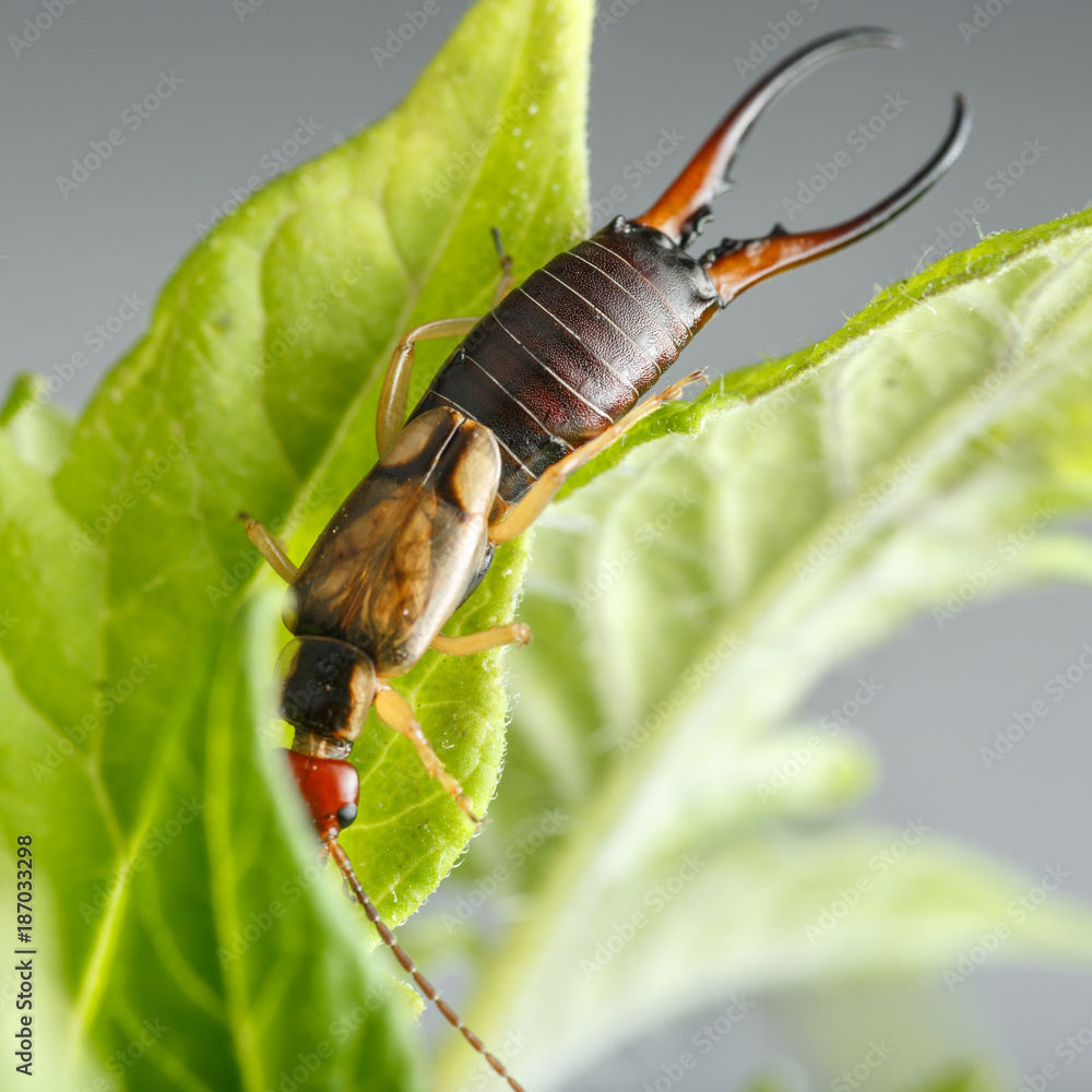 Beautiful Insects Wallpaper