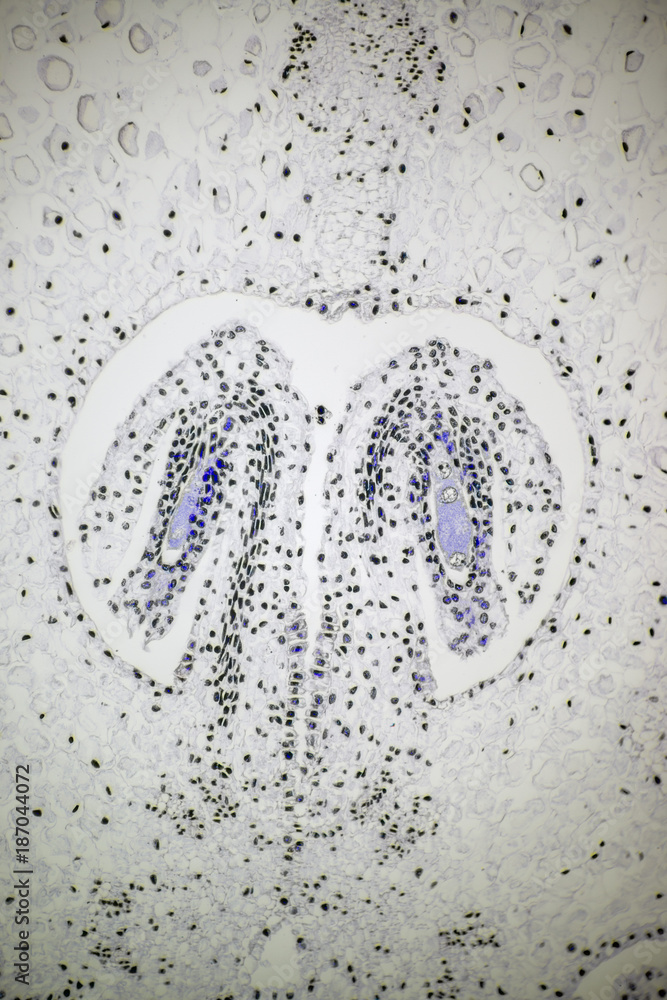 Lily ovary plant cells light micrograph Stock Photo | Adobe Stock