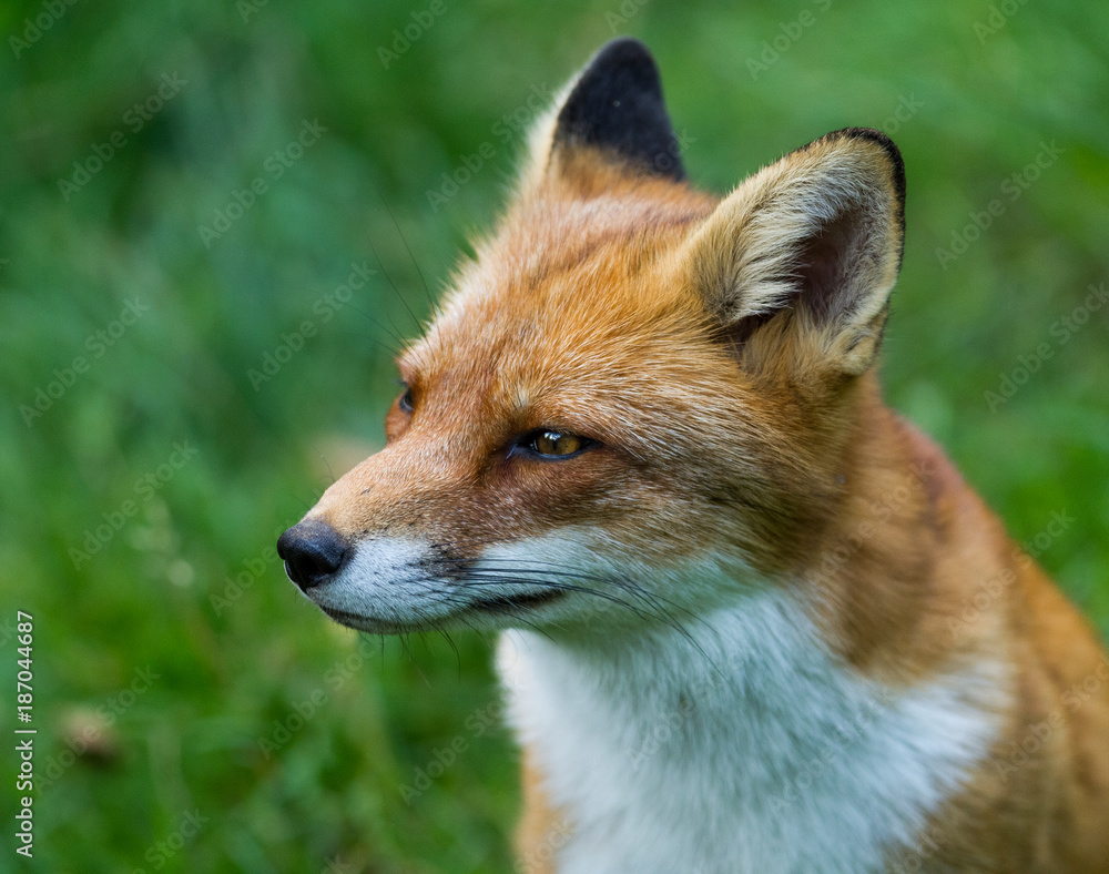 Red Fox - Renard Roux Stock Photo | Adobe Stock