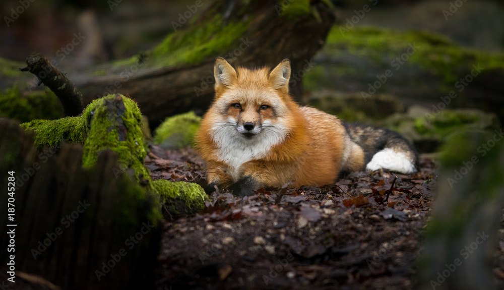 Red Fox - Renard Roux Stock Photo | Adobe Stock