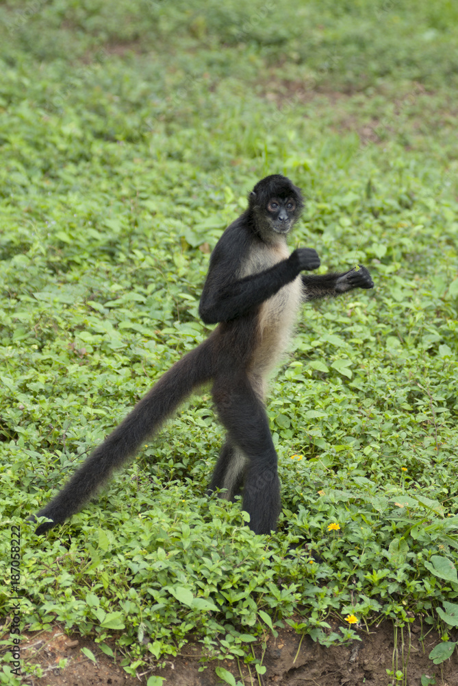 Full Grown Spider Monkey