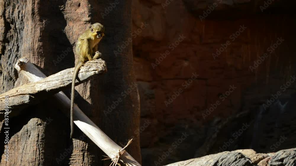 Gabon talapoin or northern talapoin monkey in a tree - Miopithecus ...