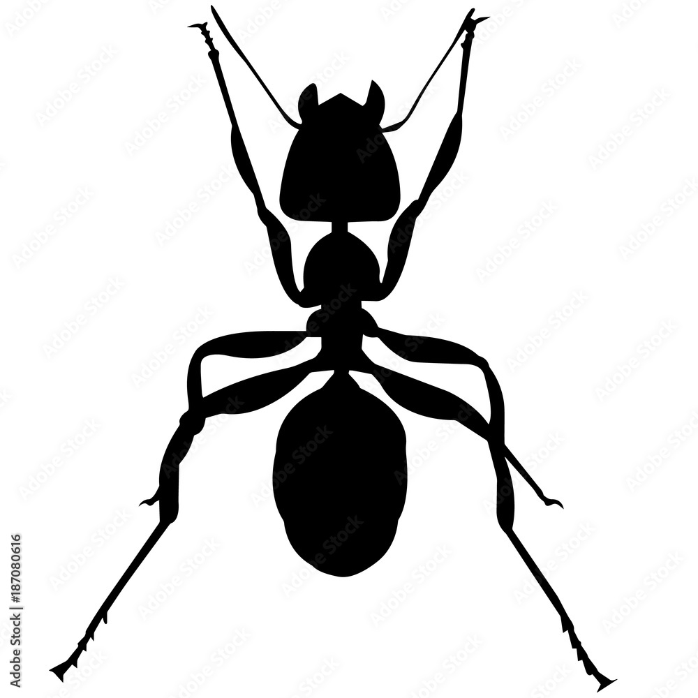 Ant Stock Vector | Adobe Stock