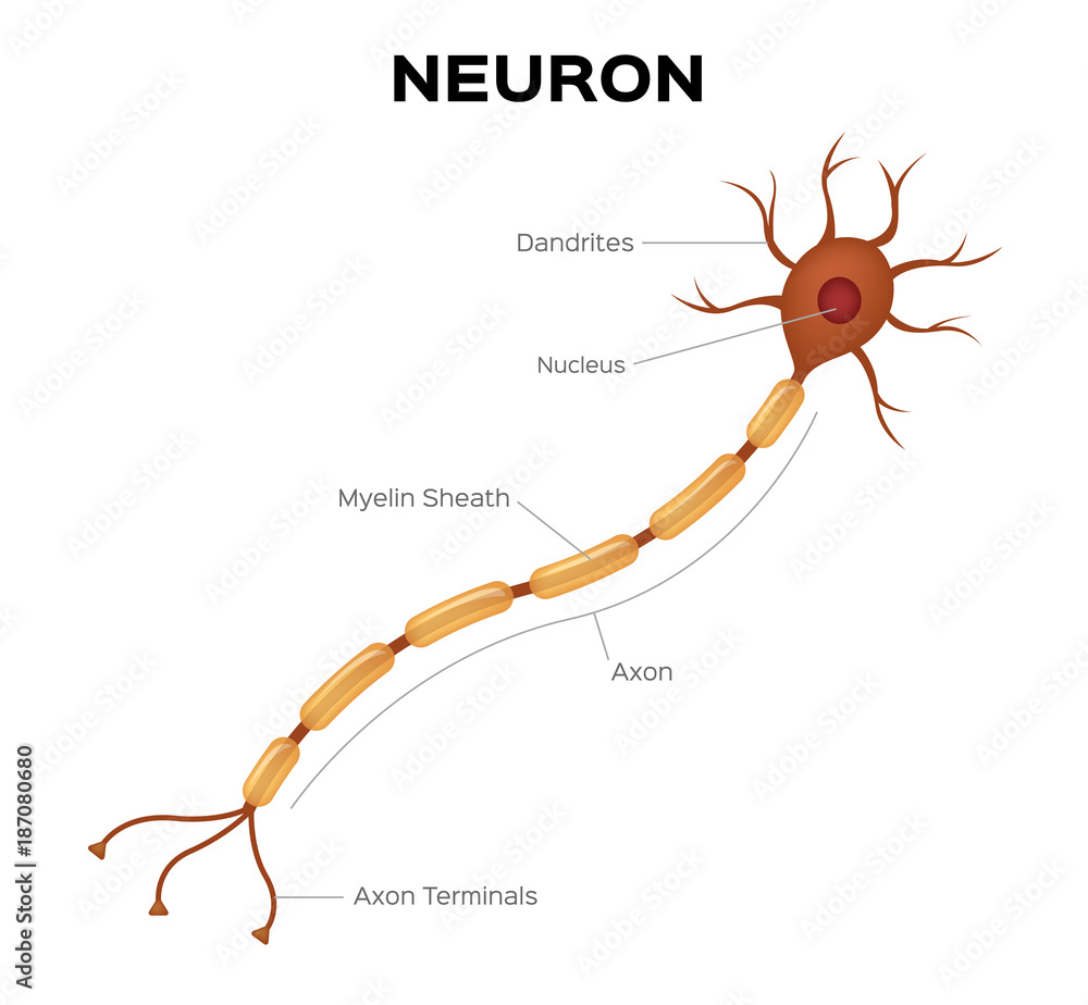 Vetor de Neuron anatomy vector . infographic do Stock | Adobe Stock
