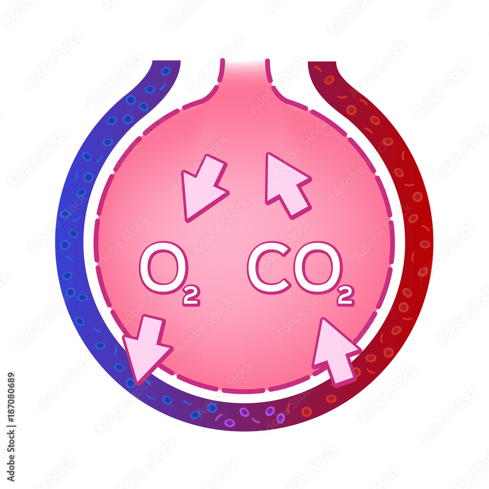 Alveolus in lung. gas exchange vector . anatomy concept Stock Vector ...