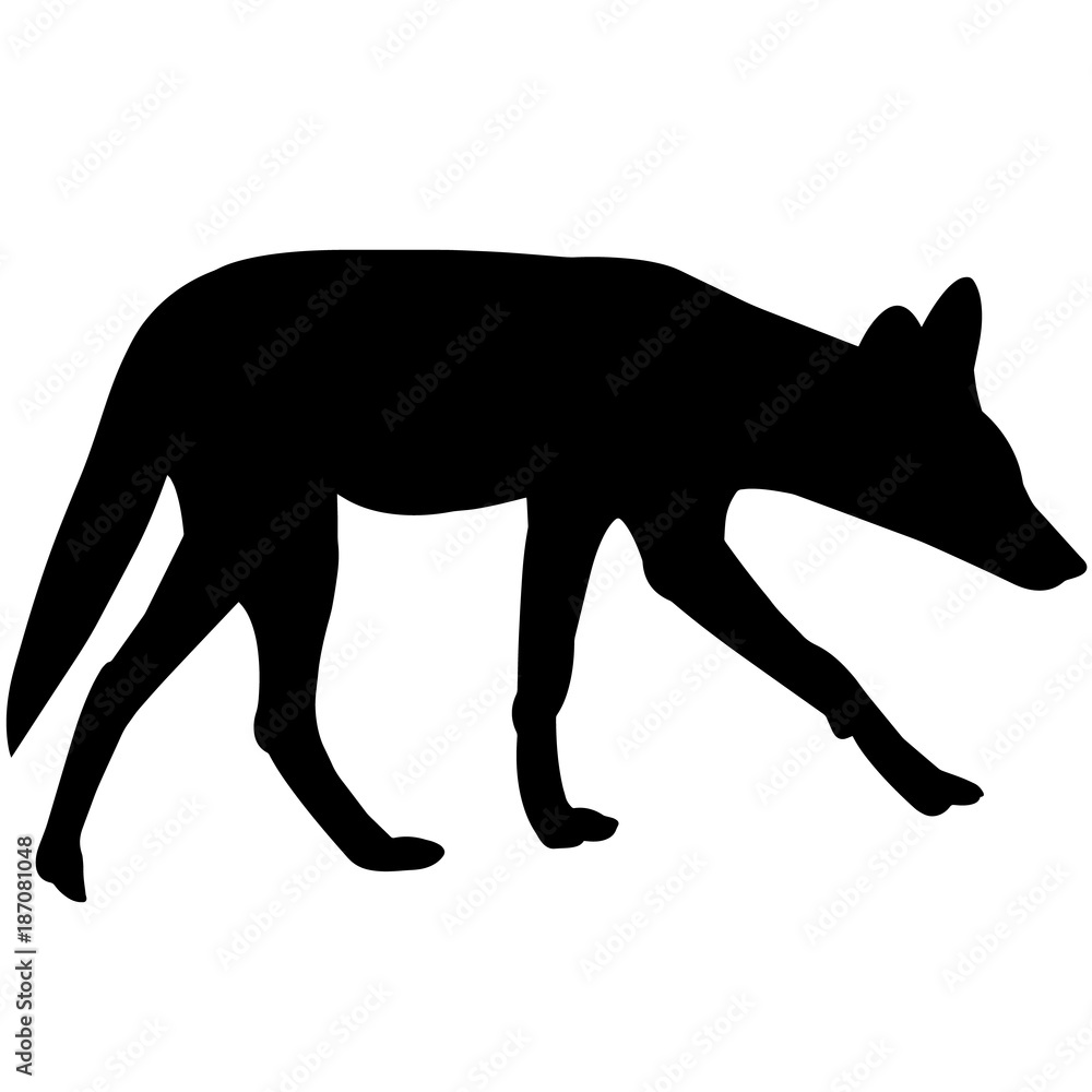 Coyote Stock Vector | Adobe Stock