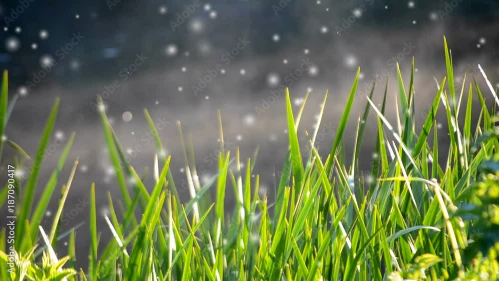 Morning haze rises from water surface in early morning in summer with ...