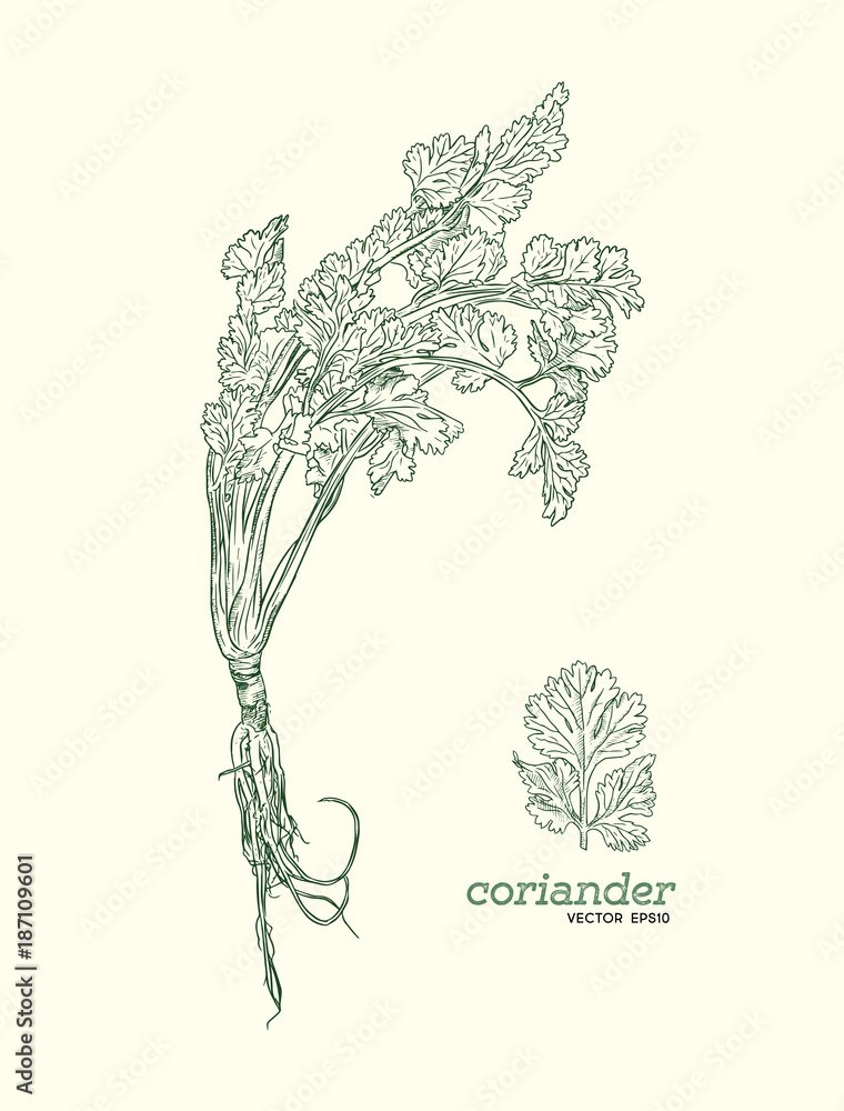 Coriander vector hand drawn illustration set. Stock Vector | Adobe Stock