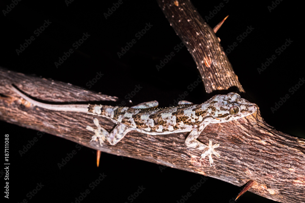 Common Grey's house gecko (Hemidactylus mercatorius) lying on a tree ...