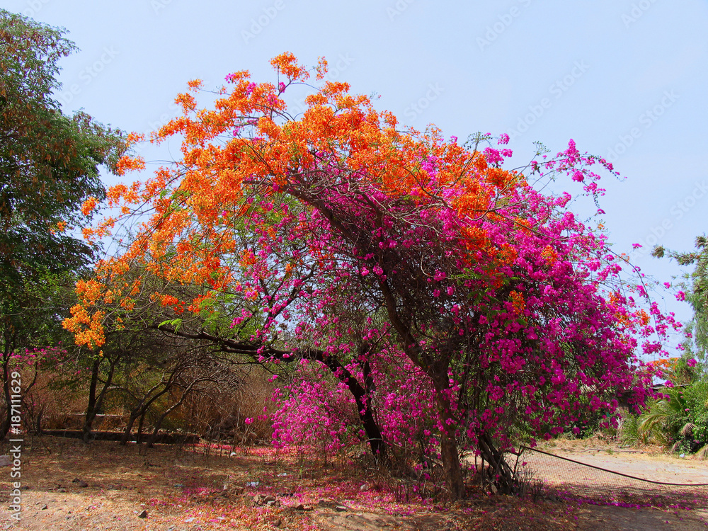 Bougainvillea, Family: Nyctaginaceae, Shrubs Tropical/Tender Perennials ...