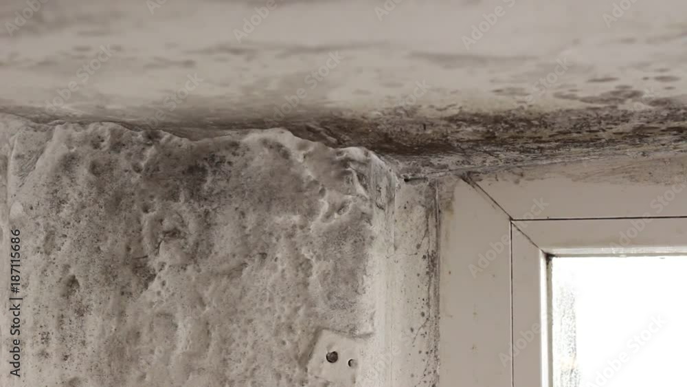 Mold on windows and window frames. Mold colonies growing above ceilings ...