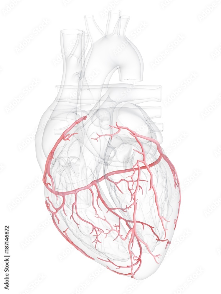 Illustration of human heart coronary arteries on white background Stock ...