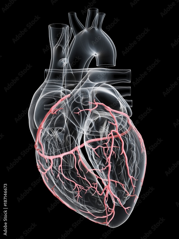 Human heart coronary arteries, illustration Stock Photo | Adobe Stock