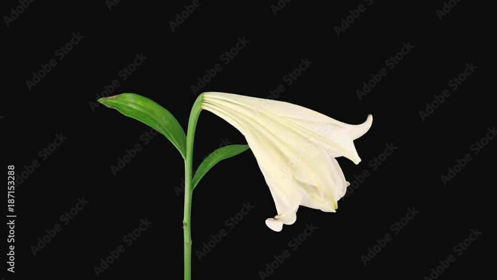 Vidéo Stock Time-lapse of dying white lily with blue chroma key. Open ...