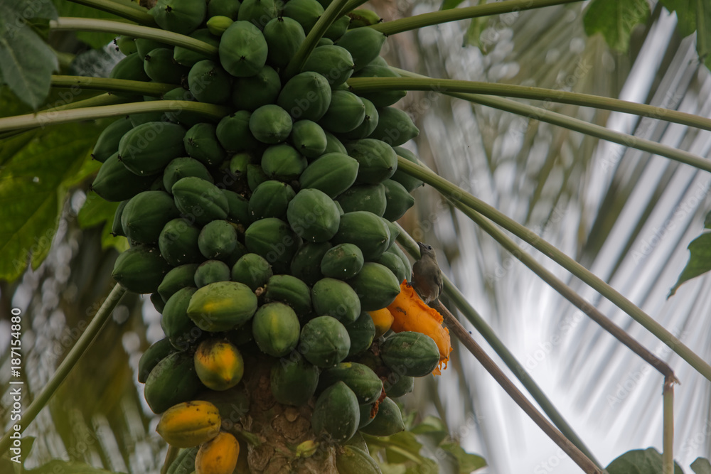 Le tangara des palmiers aime la papaye ce fruit cauliflore qui pousse ...
