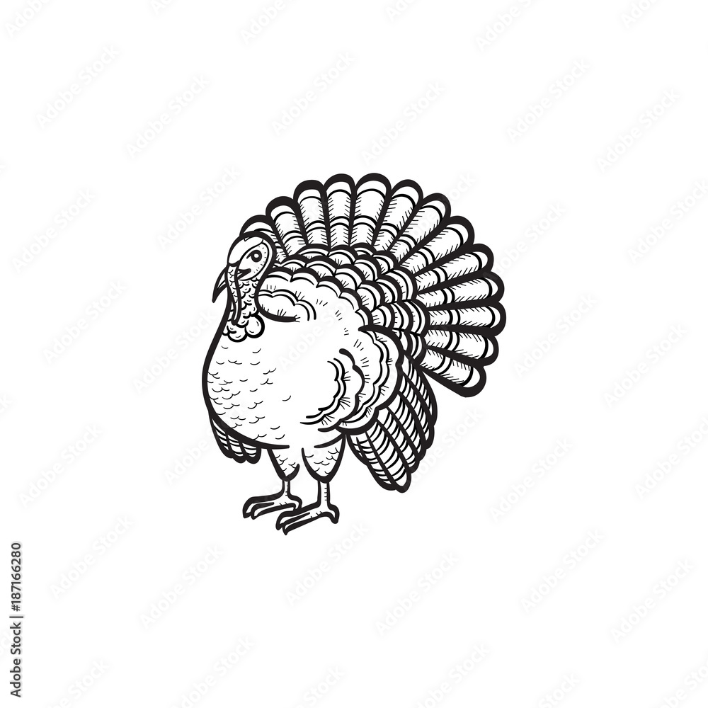 Vector hand drawn Turkey outline doodle icon Stock Vector | Adobe Stock
