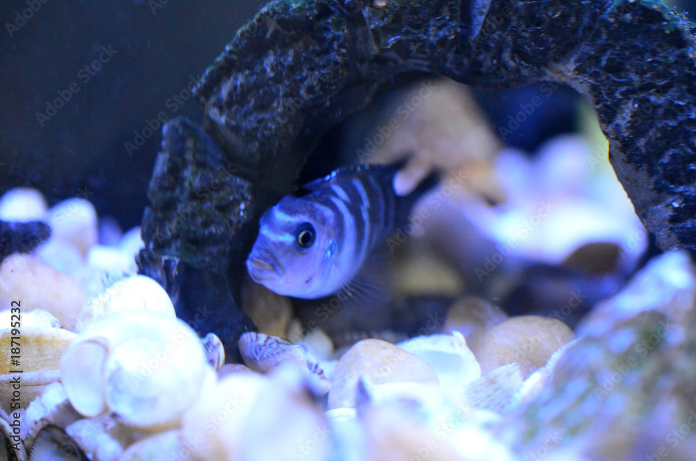 Demasoni Cichlid Fry