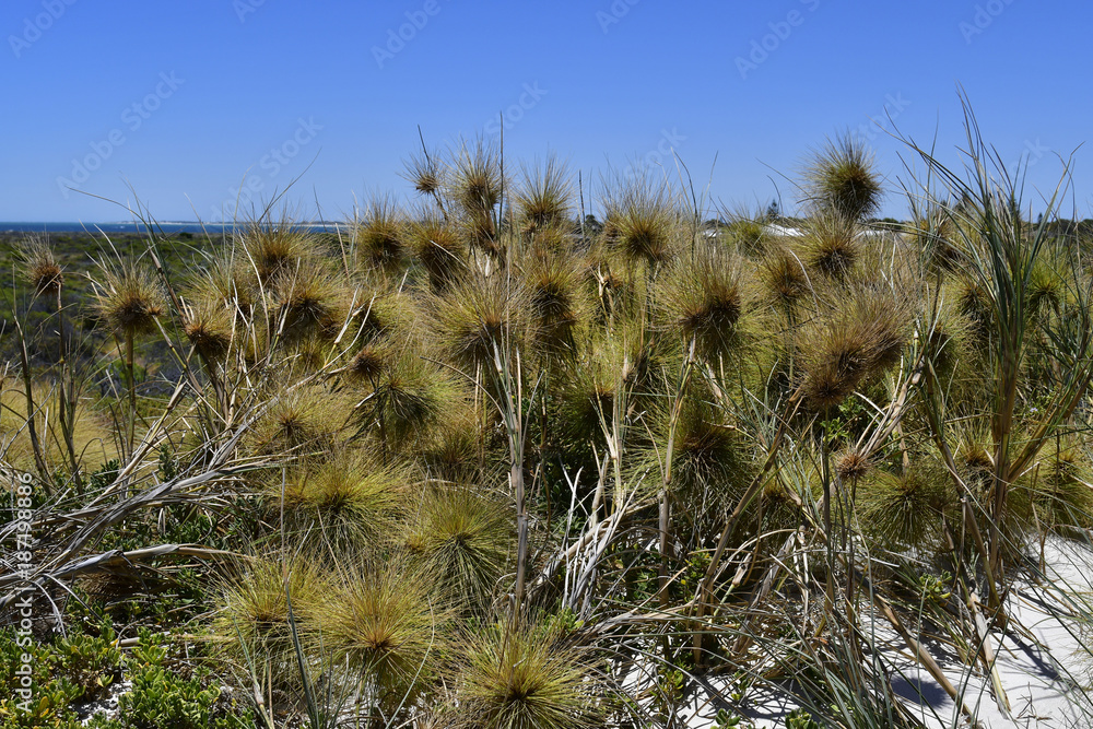 Australia, Botany, Flowers and Plants Stock Photo | Adobe Stock