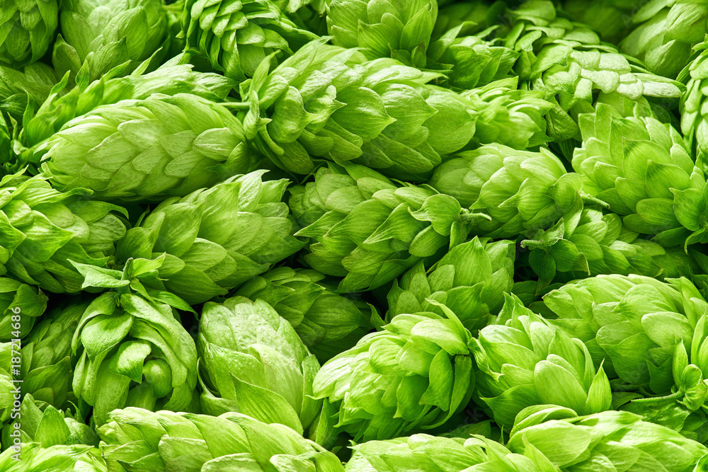 hop cones , top view Stock Photo | Adobe Stock
