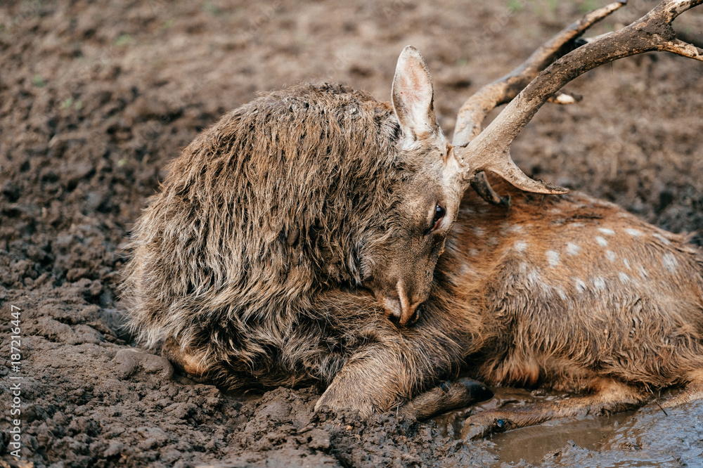 Deer resting and sleeping in mud. Expressive portrait of dead wild ...