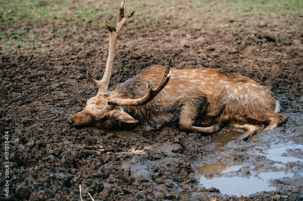 Deer resting and sleeping in mud. Expressive portrait of dead wild ...